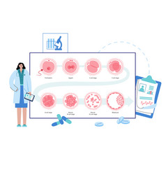 Embryo development image Royalty Free Vector Image