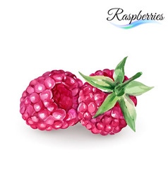 Raspberry isolated Royalty Free Vector Image - VectorStock