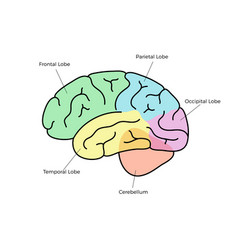 Human brain cartoon Royalty Free Vector Image - VectorStock