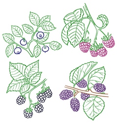 Raspberry seamless pattern drawing Royalty Free Vector Image