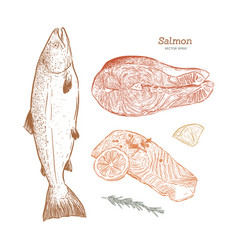 Atlantic salmon hand drawing engraving style Vector Image