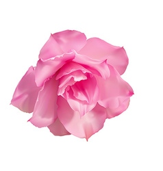 Red rose flower top view isolated on white Vector Image