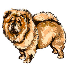 Dog breed pomeranian Royalty Free Vector Image