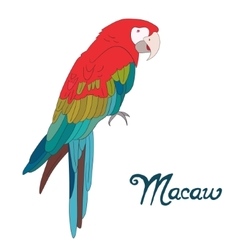 Realistic colorful parrot bird 3d macaw Royalty Free Vector