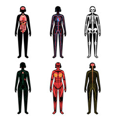 Human internal organs in male and female bodies Vector Image