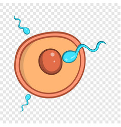 Egg fertilization process flat template Royalty Free Vector