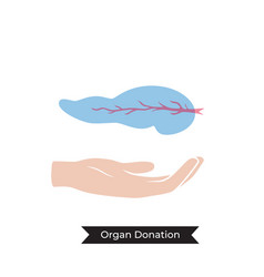 Pancreas Royalty Free Vector Image - VectorStock
