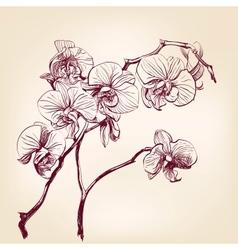 Hand drawn orchid flower set vector by Roman84 - Image #1446033 ...