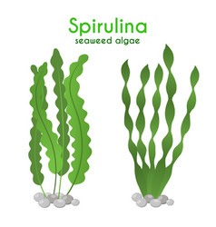 Algae fucus isolated on white bladderwrack Vector Image