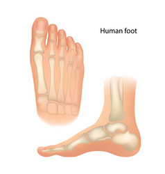 Human foot cartoon isolated Royalty Free Vector Image