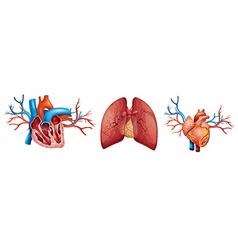 Blood flow in human circulatory system Royalty Free Vector