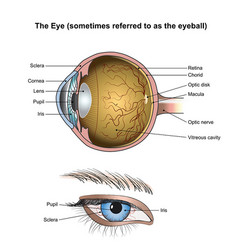 Diagram human eye anatomy with label Royalty Free Vector