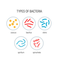 Types of bacteria Royalty Free Vector Image - VectorStock