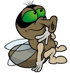 Cartoon house fly isolated on white background Vector Image