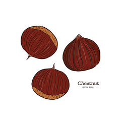 Chestnut cartoon Royalty Free Vector Image - VectorStock
