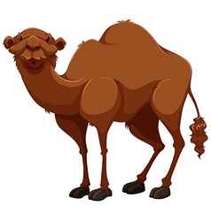 Camel Royalty Free Vector Image - VectorStock