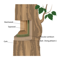 Diagram showing stem and root structure Royalty Free Vector