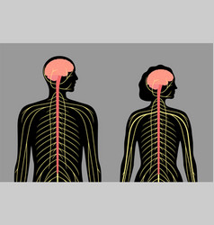 Autonomic nervous system Royalty Free Vector Image