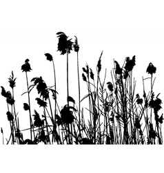 Reeds and geese Royalty Free Vector Image - VectorStock