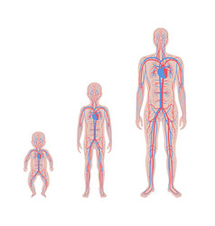 Diagram of girl with circulatory system Royalty Free Vector