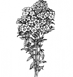 Dandelion Royalty Free Vector Image - VectorStock