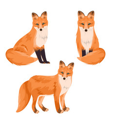 Fox Royalty Free Vector Image - VectorStock