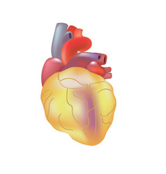 Realistic human heart isolated on black background