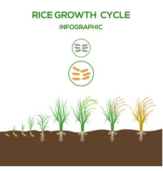Rice growth plant crop growing cycle sketch life Vector Image