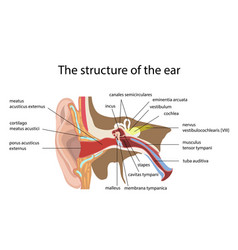 Diagram showing internal stem structure Royalty Free Vector