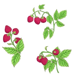 Raspberry set Royalty Free Vector Image - VectorStock