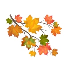 Autumn nature branch Royalty Free Vector Image