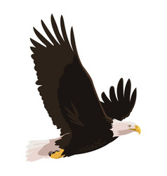 Colorful flying bald eagle Royalty Free Vector Image