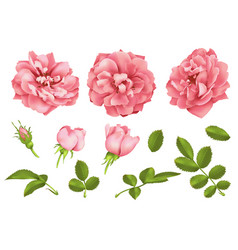 Vintage roses set Royalty Free Vector Image - VectorStock