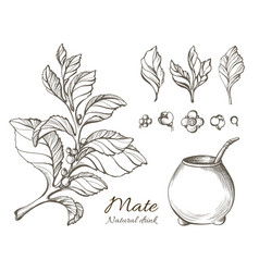 Yerba mate frame Royalty Free Vector Image - VectorStock