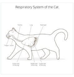 Respiratory system of the cat Royalty Free Vector Image