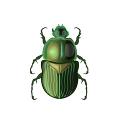 Weevil beetle Royalty Free Vector Image - VectorStock