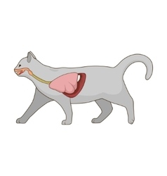 Respiratory system of the cat Royalty Free Vector Image
