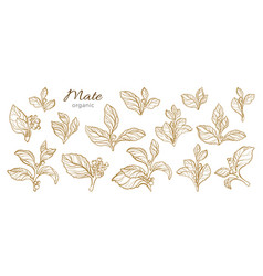 Mate 1 branch shape Royalty Free Vector Image - VectorStock