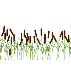 Reed Royalty Free Vector Image - VectorStock