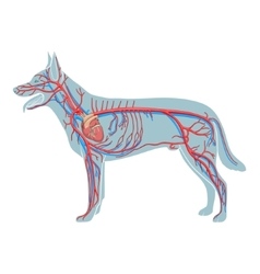 Venous system Vector Image by P6M5 - Image #826048 - VectorStock