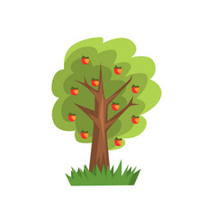 Apple tree Royalty Free Vector Image - VectorStock