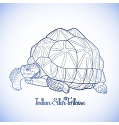 Land tortoise design on white background Vector Image