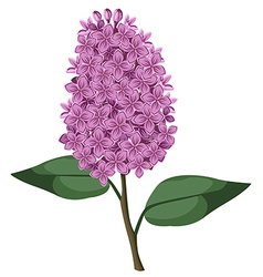 Lilac Royalty Free Vector Image - VectorStock