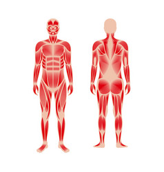 Human muscles the female body Royalty Free Vector Image