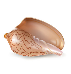 Colorful spiral conch sea shell isolated sketch Vector Image