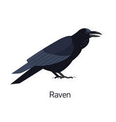 Starling isolated on white background small Vector Image