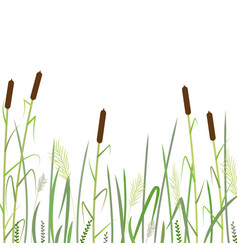 Reed isolated on white background Royalty Free Vector Image