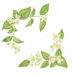 Jasmine flowers wreath Royalty Free Vector Image