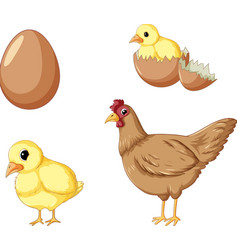 Life cycle of a chicken Royalty Free Vector Image