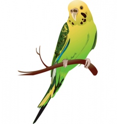 Cartoon blue budgie parakeet on white background Vector Image